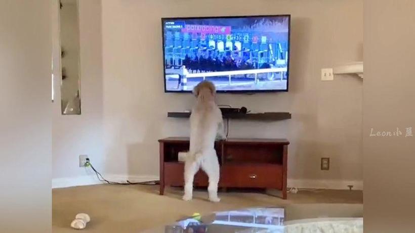 狗狗看电视能看懂吗图标