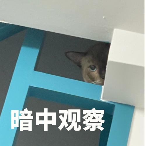 qq群暗中观察什么意思图标