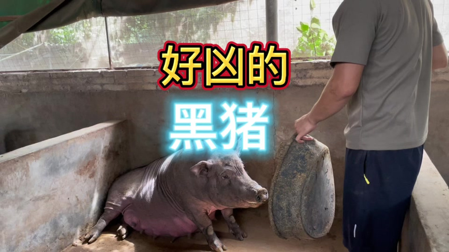 母猪画风动漫图标