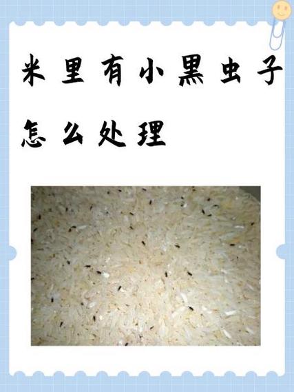 已经长黑虫的米怎么处理