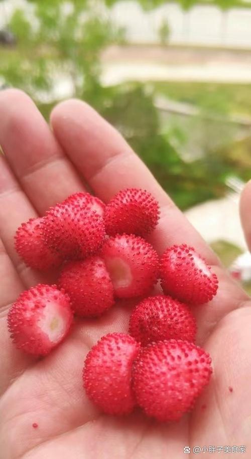 最小草莓种类品种图标