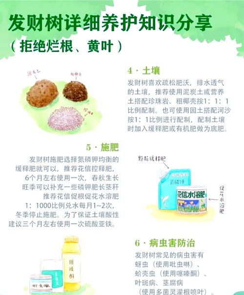 发财树掉叶子是怎么回事