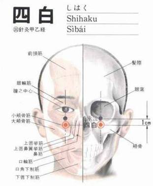 四白的准确位置图图标