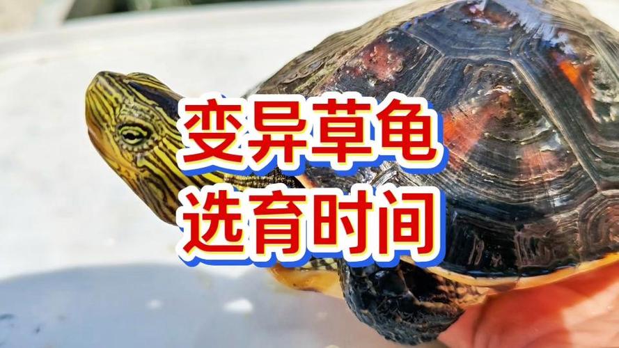 怎么培养变异乌龟图标