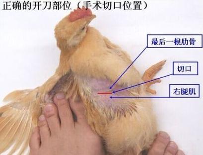 如何阉公鸡视频教学图标