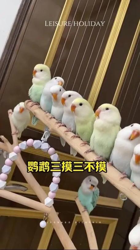 虎皮鹦鹉雏鸟可以摸截图