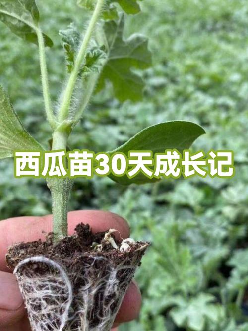 我要买西瓜苗图标