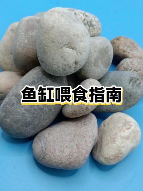 刚入缸的鱼多久能喂食