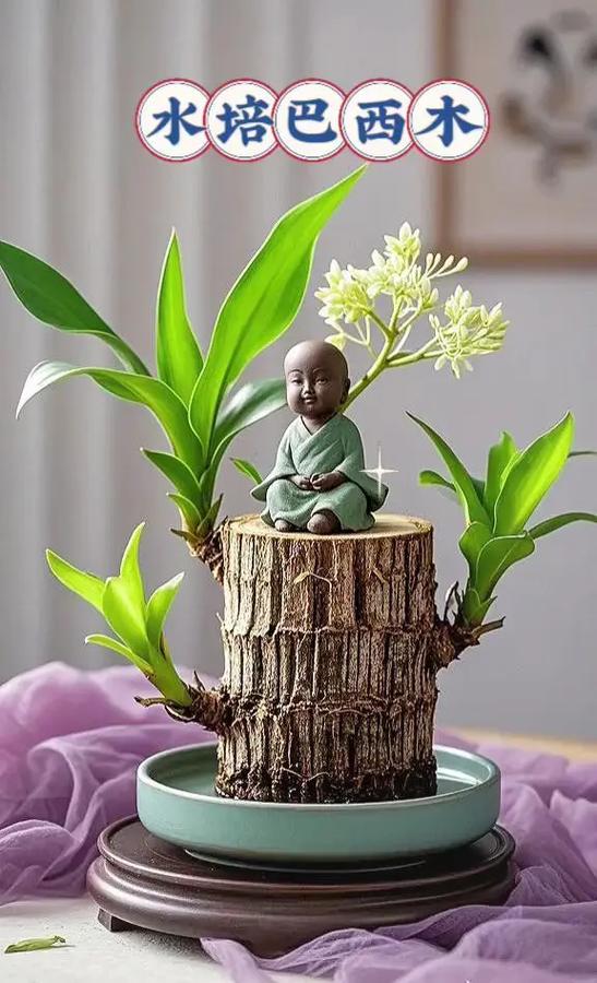 幸运木图片图标