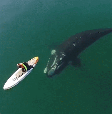 whale鲸鱼辅助图标