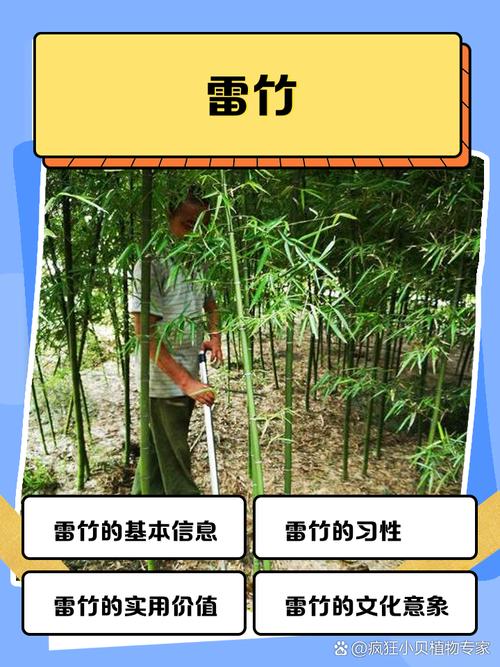 韩立的天雷竹哪来的图标
