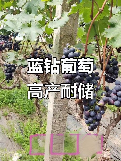 蓝钻葡萄是早熟葡萄吗图标