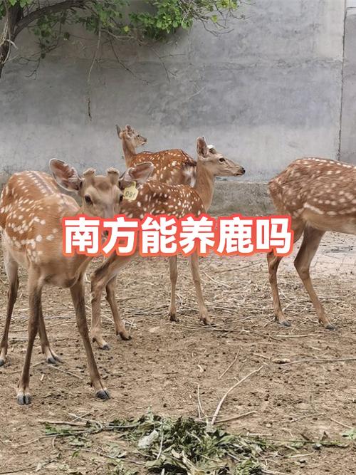 养鹿挣钱吗图标