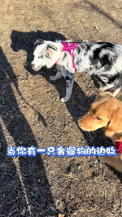 小狗崽叫声图标