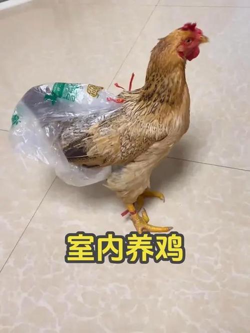 家庭养鸡的方法图标