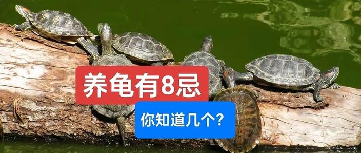 什么生肖不能养龟图标