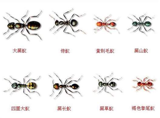 蚂蚁有多少种图标