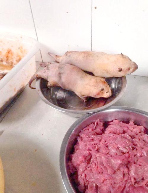老鼠肉能吃还是不能吃图标