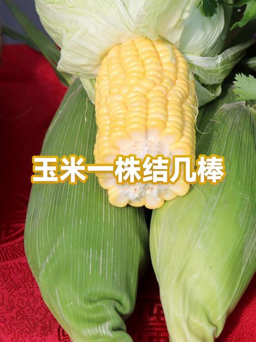 爆裂玉米多少钱一斤图标