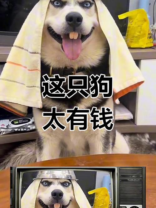 老版本富狗截图
