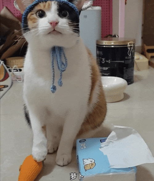 模仿猫的动作图标