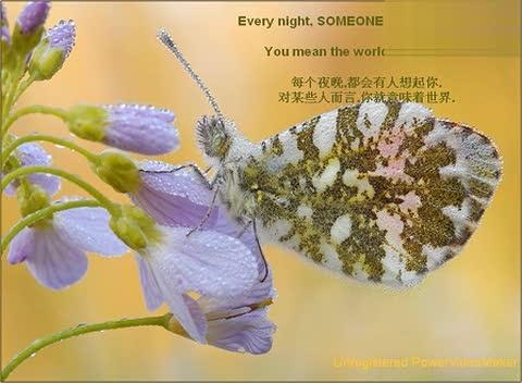 “鸟”的雅称图标