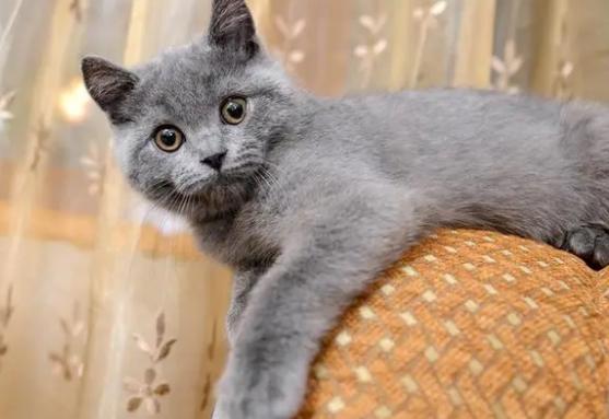 蓝猫和美短配种小猫图图标