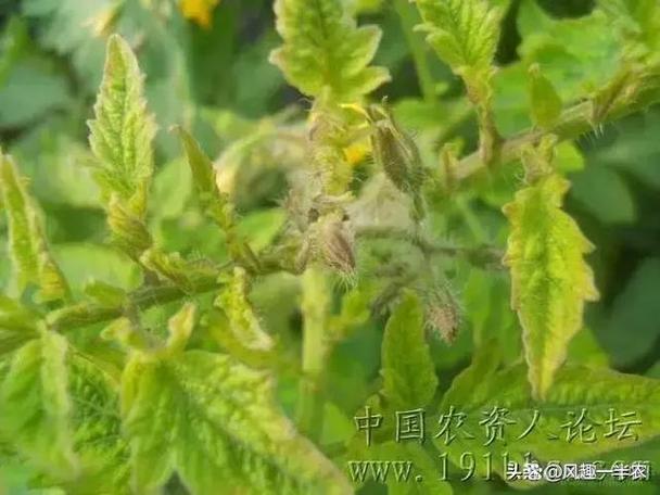 番茄花叶病毒图标