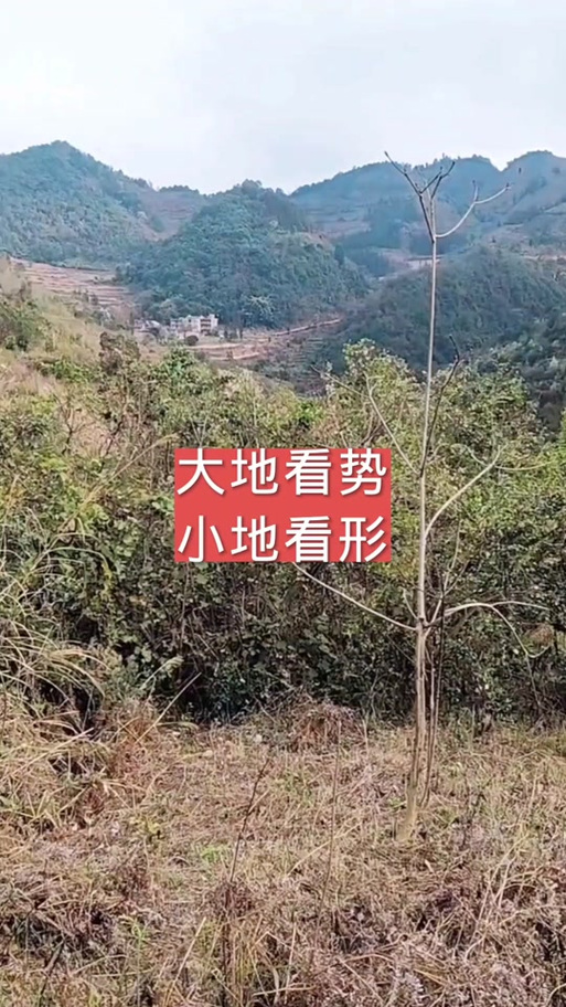分金寻龙图标