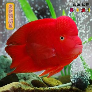 鹦鹉鱼代表什么风水图标