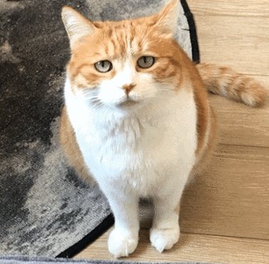 网上很火的橘猫表情包动图图标