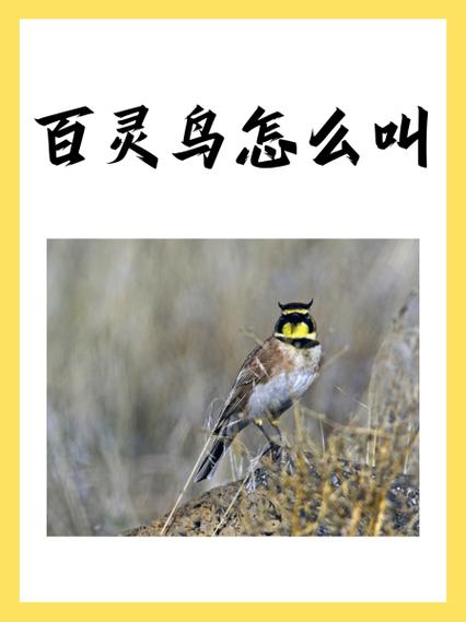 百灵鸟什么时候开始叫图标