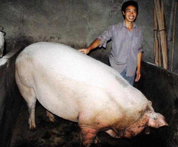 物为猪王打一准确生肖图标