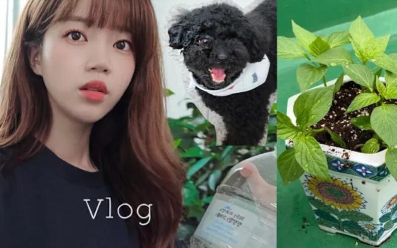 个人vlog是什么意思图标