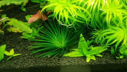 尼特利水族圈app怎么安装图标
