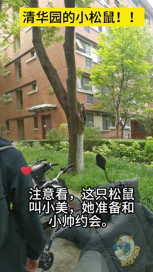 《小情话》作者:小松鼠图标