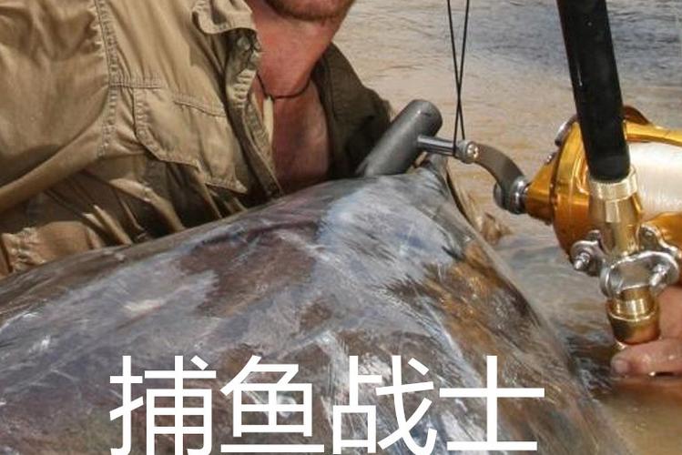 防鲨棒捕鱼视频