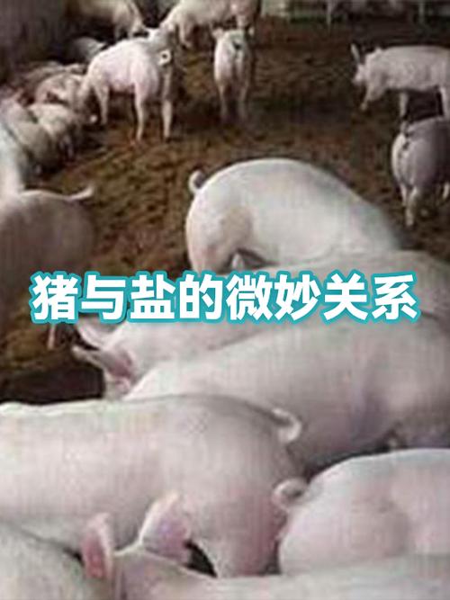 动物盐和植物盐哪个更好截图