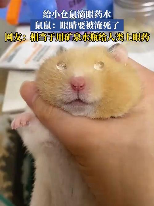 仓鼠眼睛周围脱毛露肉图标
