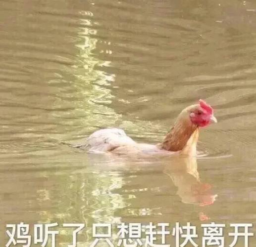 搞笑表情包最新