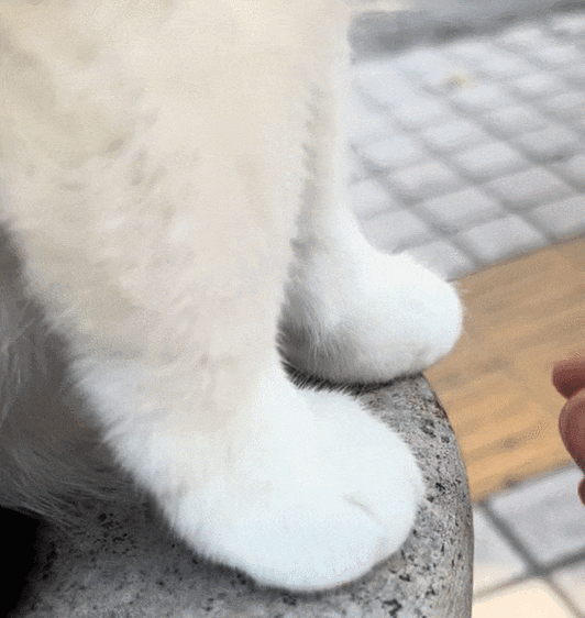 猫ちゃん截图