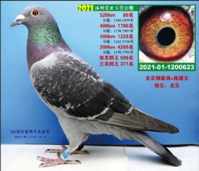 咕咕信鸽今天拍卖现场图标