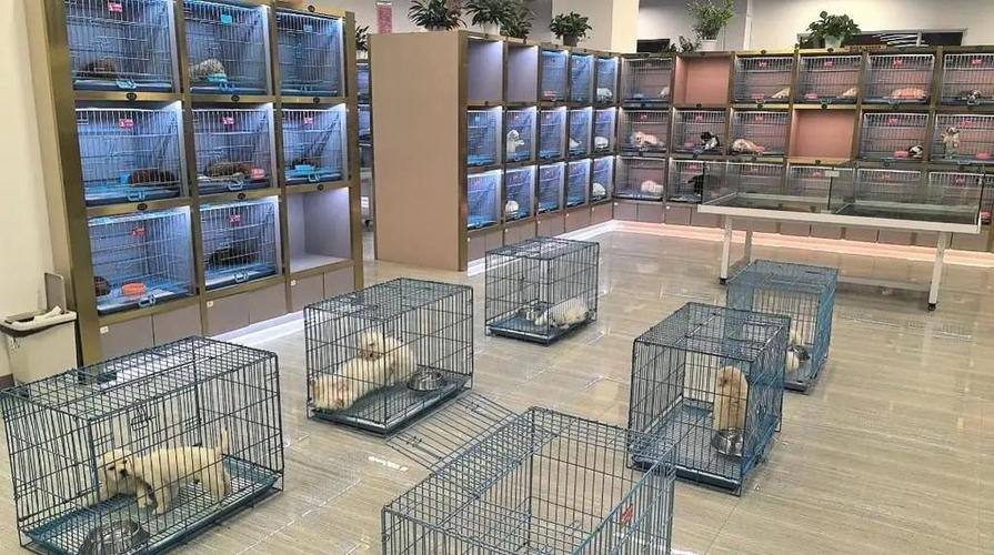 宠物市场图标