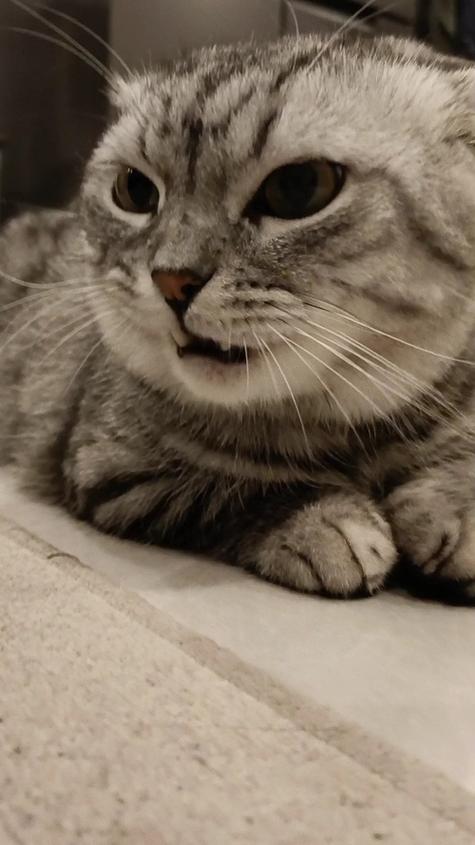 猫咬牙嘎吱嘎吱响缩略图