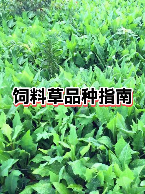 饲料草种植哪些品种截图