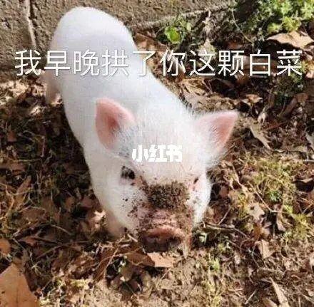 追女生的表情包图标