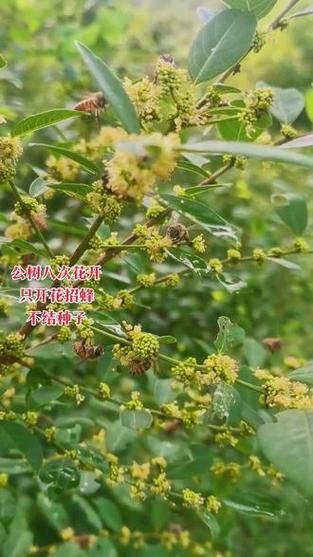 一叶萩一年开8次花吗?图标