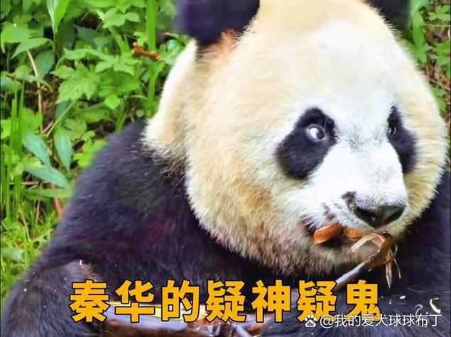 竹子与熊的小说图标