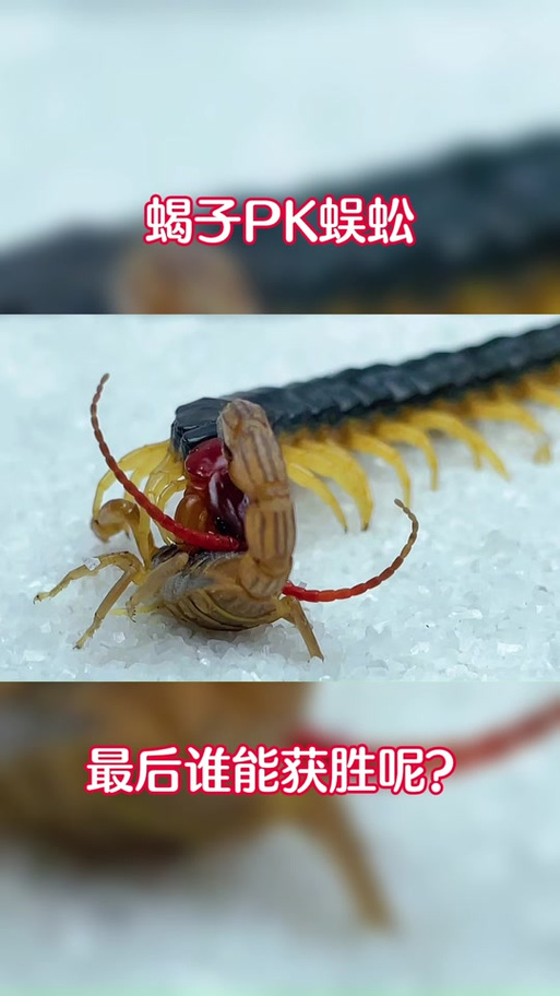 疯狂动物园变异蝎子