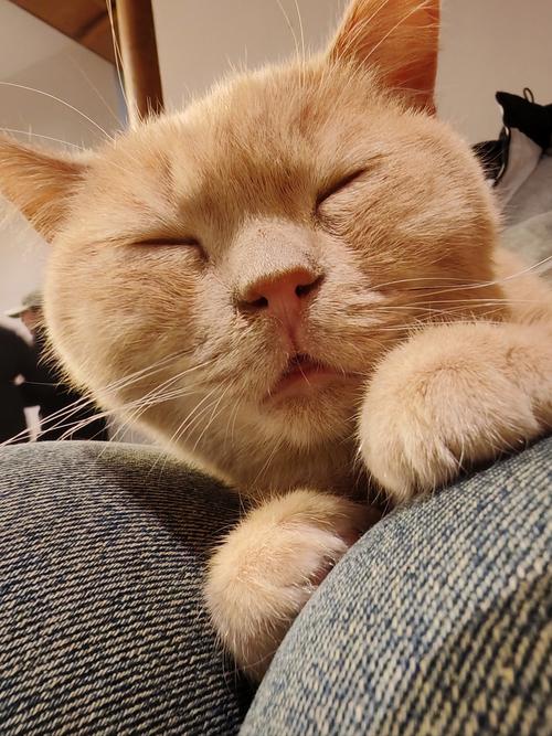 大橘猫搞笑视频图标